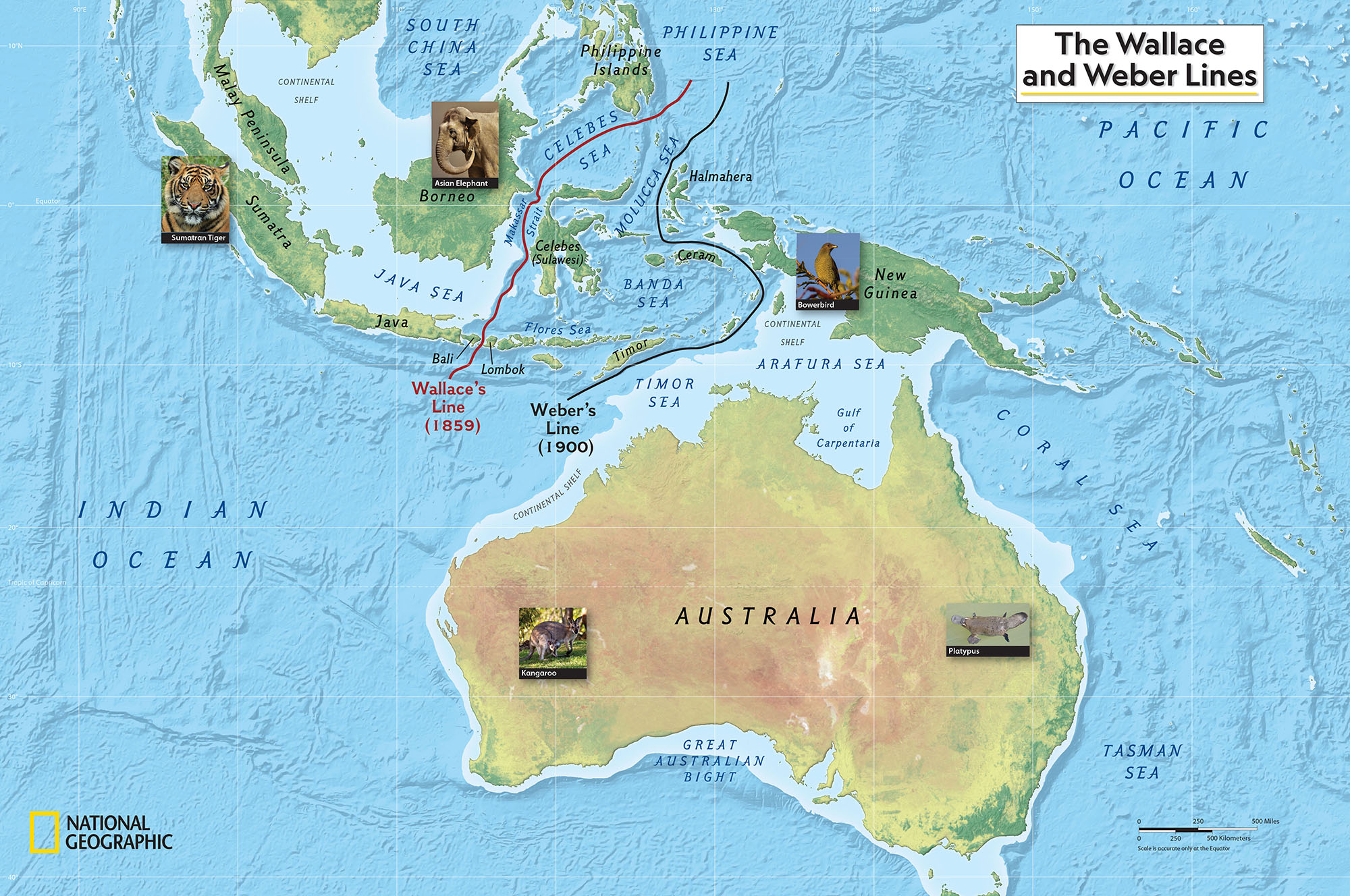 Dividing Species Wallace Line Map