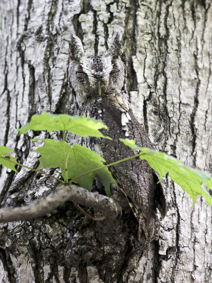 Camouflage