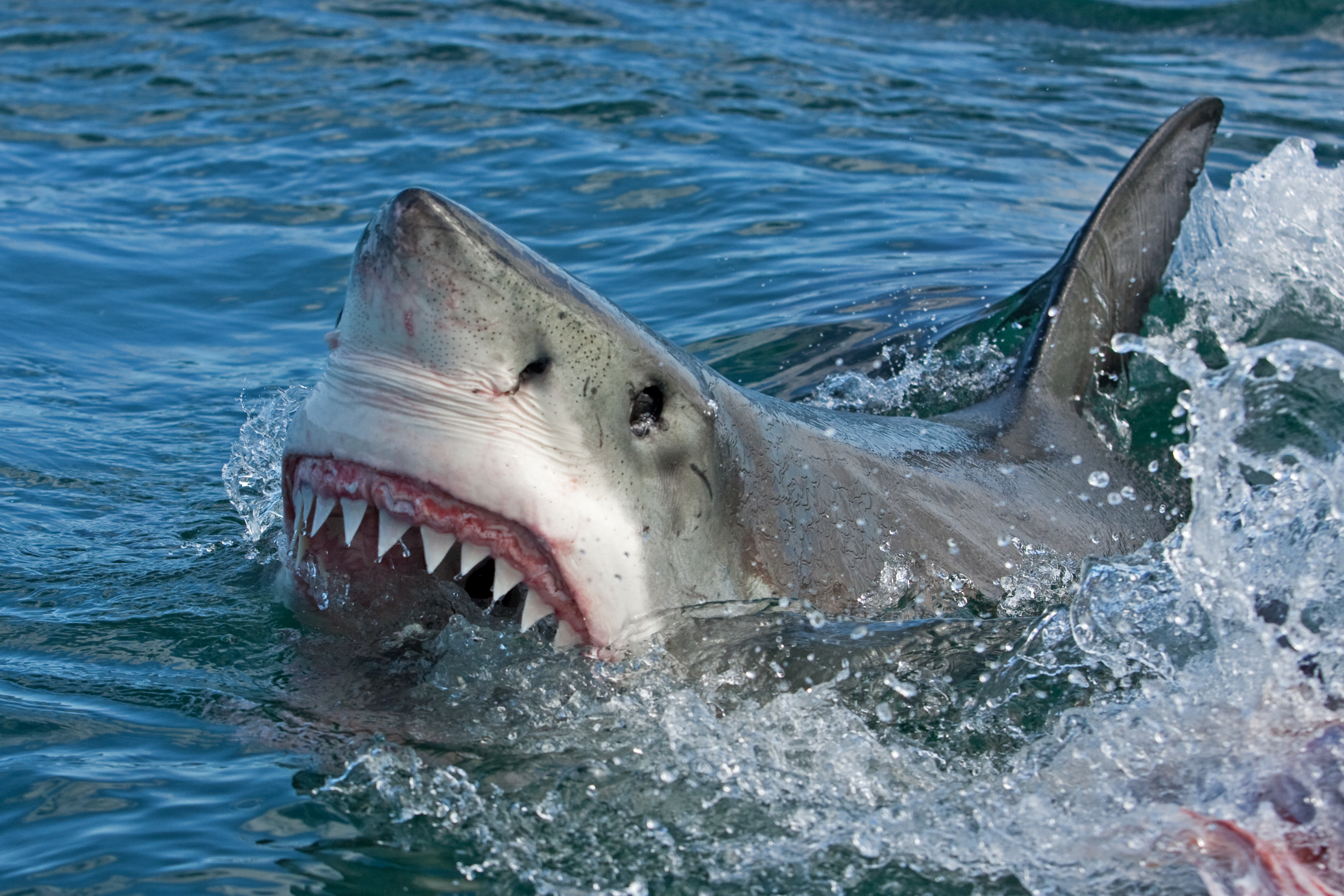 Lemon Shark Teeth Shark Teeth Save Our Seas Foundation Lemon Shark Teeth Shark Teeth Save Our Seas Foundation
