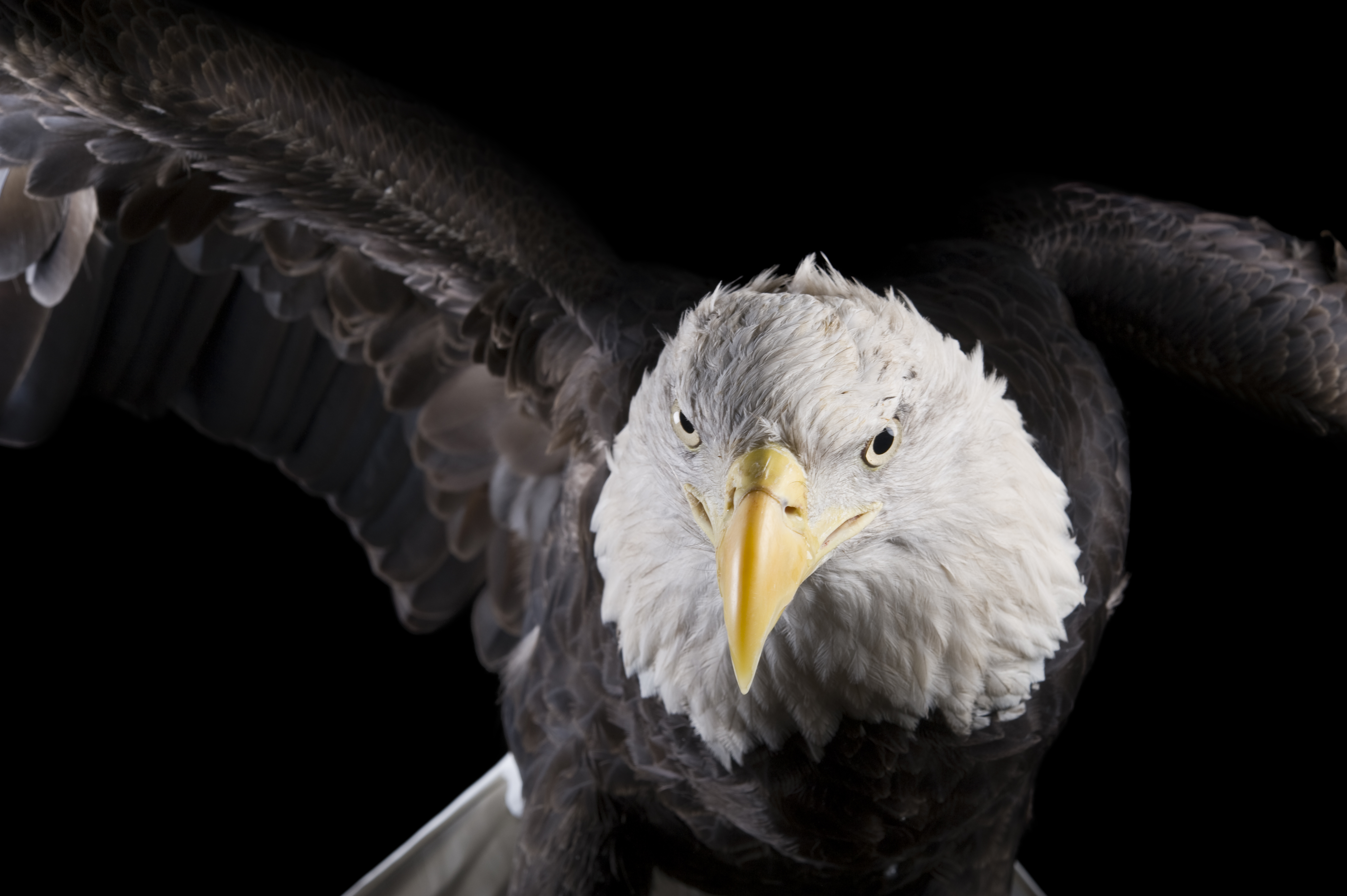 Bald Eagle National Geographic National Geographic Your Shot