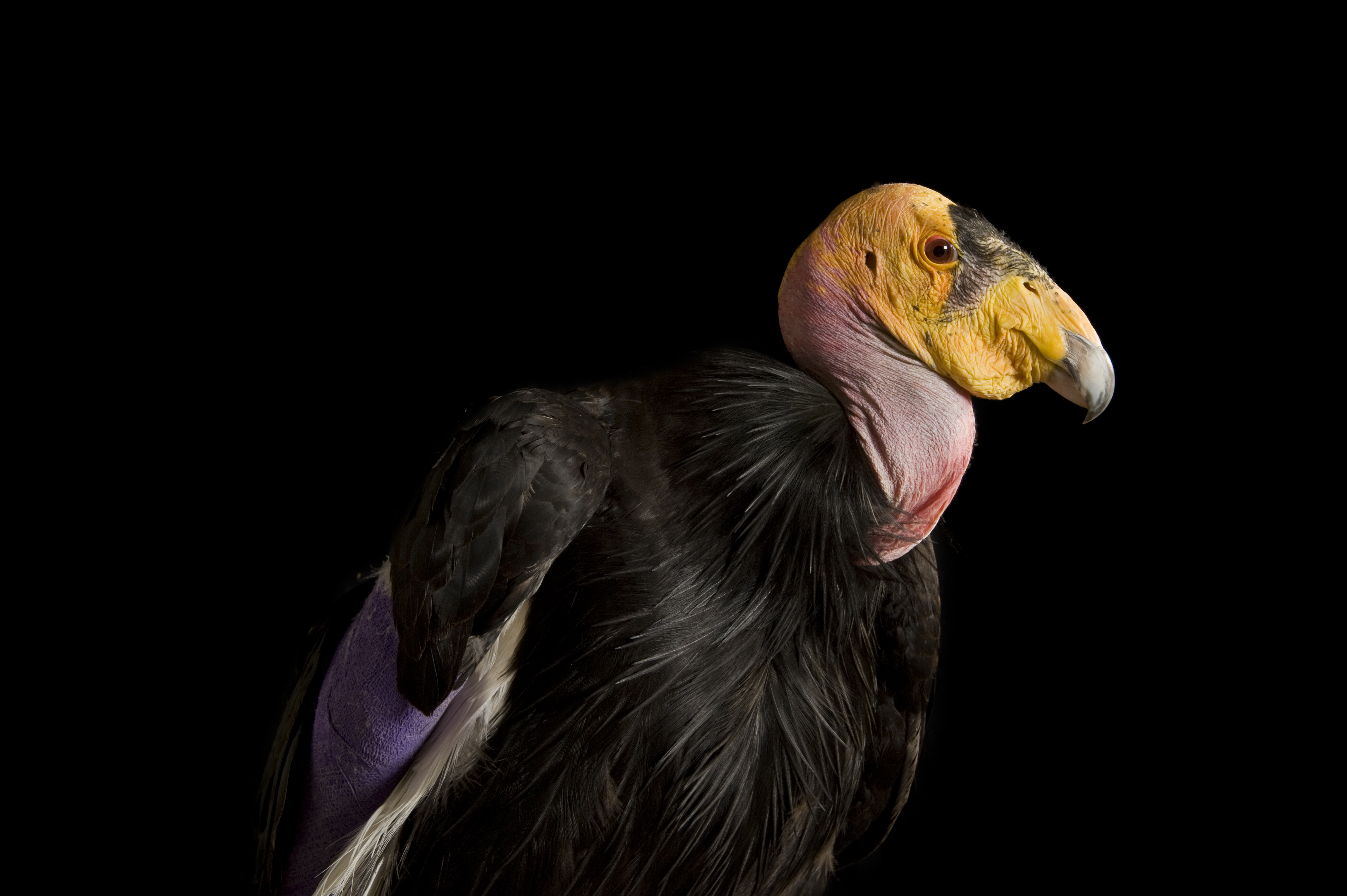 Condor Wallpaper Wildlife Preservation: Consider The Condor