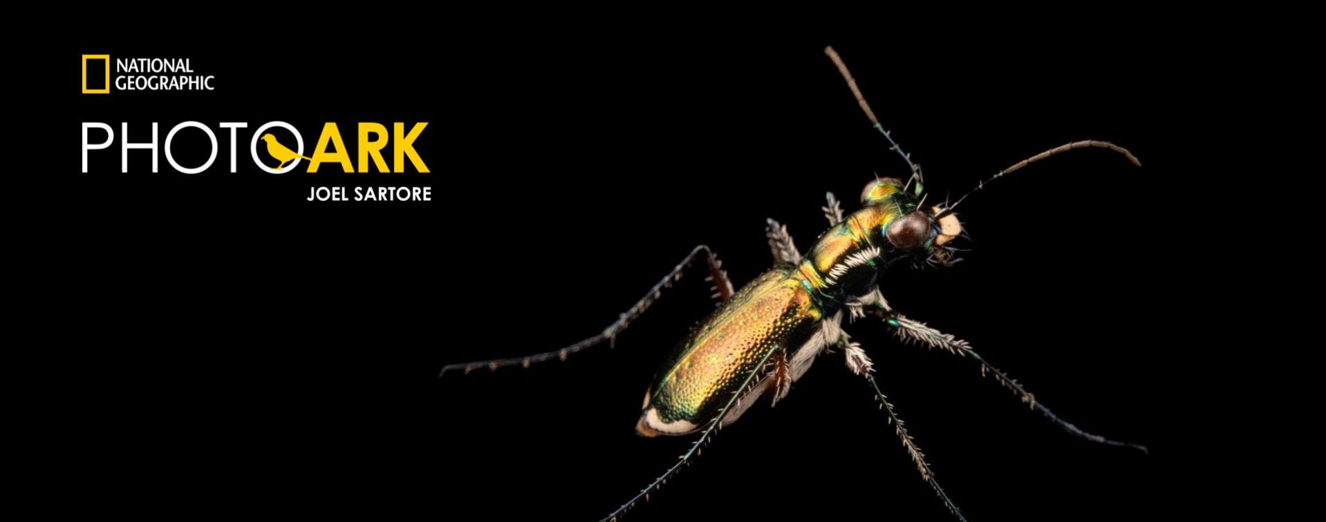 The Endangered Miami Tiger Beetle Becomes National Geographic Photo Ark ...