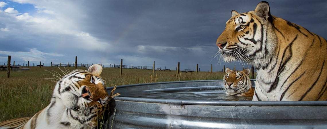 National Geographic Explorers Steve Winter and Sharon Guynup to Receive ...