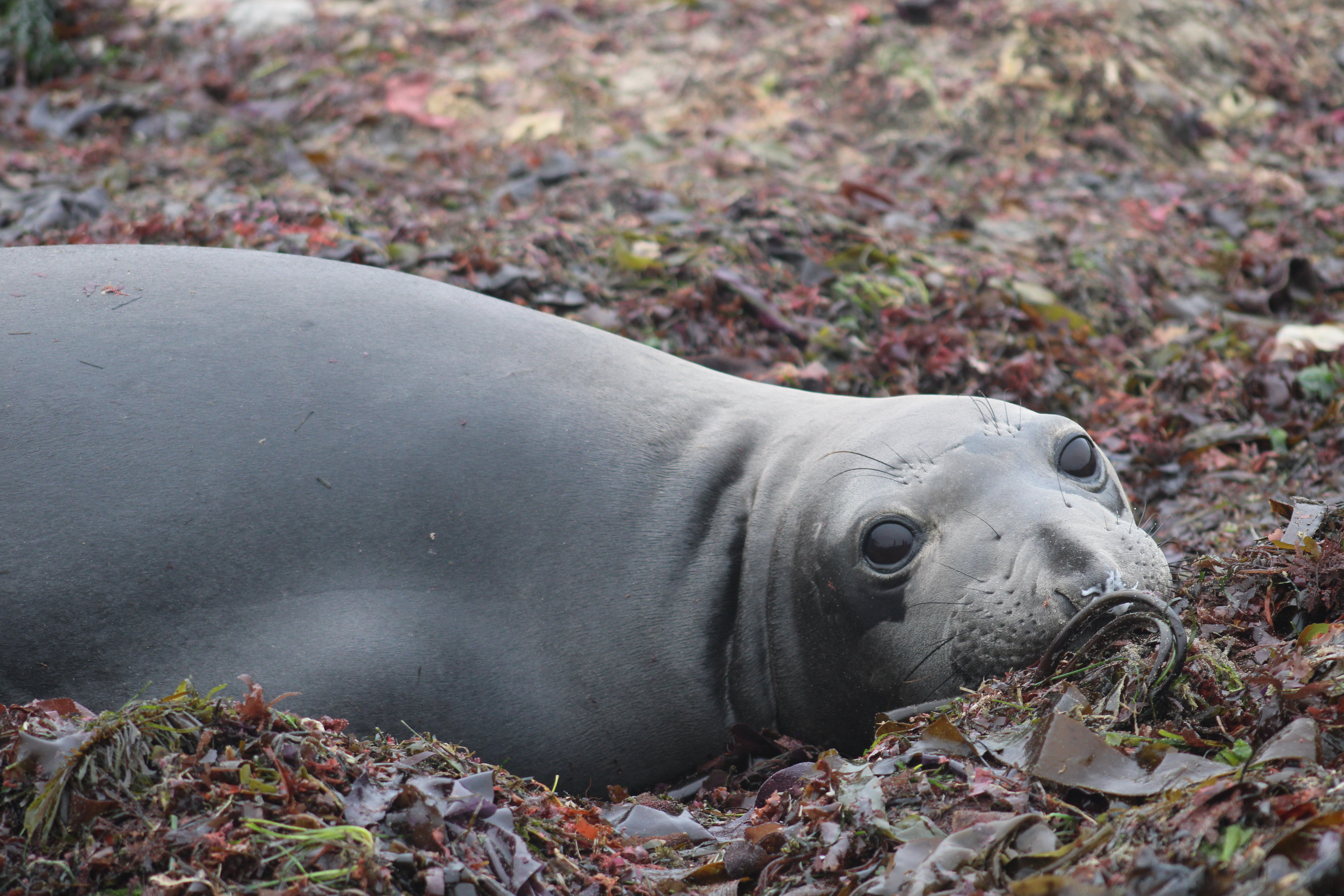 Following the Flippers